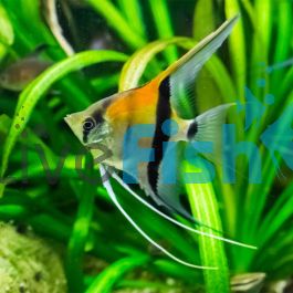 Scalare Angel Amapa Red Back (Juvenile) 4.5cm "Delivered to your door ...