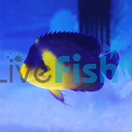 Angelfish Purple Mask MED