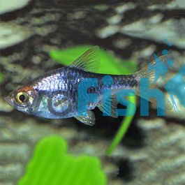 Purple Harlequin Rasbora 3cm "Delivered to your door in Australia''