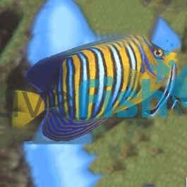 Yellow Belly Regal Angelfish - Large "Delivered to your door in Australia''