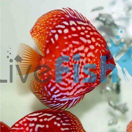 Rafflesia Discus 9cm "Delivered to your door in Australia''