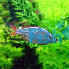 Neon Rainbow N.G 3cm Praecox "Delivered to your door in Australia"