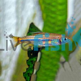 Blue Line Rasbora 1cm "Delivered to your door in Australia''