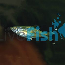 Scissortail Black Rasbora 4cm "Delivered to your door in Australia''