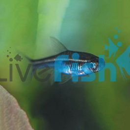 Red Line Rasbora 3cm "Delivered to your door in Australia''