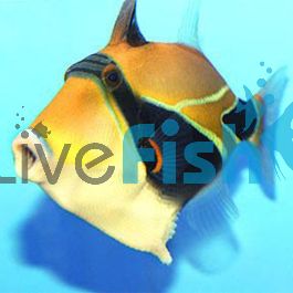 Rectangle Triggerfish - Medium "Delivered to your door in Australia''