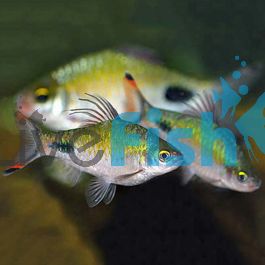 Red Fin Black Spot Barb 8cm "Delivered to your door in Australia''