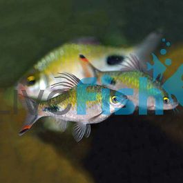RedFin Black Spot Barb 4cm "Delivered to your door in Australia''