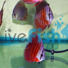 Red Rose Discus 5cm "Delivered to your door in Australia''