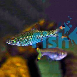 Red Scissortail Rasbora 5cm "Delivered to your door in Australia''