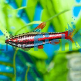 Red Dwarf Pencilfish 3.5cm 'Delivered to your door in Australia'