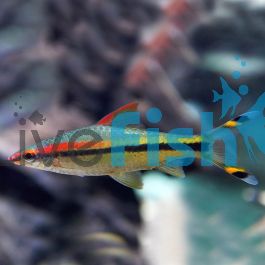Red Lined Torpedo Barb 3.5cm "Delivered to your door in Australia''