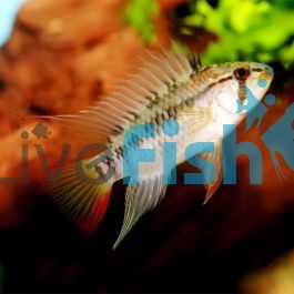 Viejita Red Neck Apistogramma "Delivered to your door in Australia''