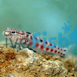 Red Spotted Sandperch - Parapercis schauinslandsi 'Delivered to your ...