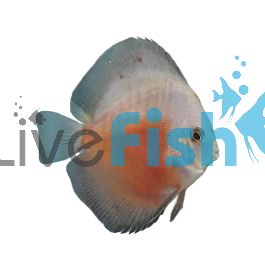 Red & White Discus 5cm "Delivered to your door in Australia''