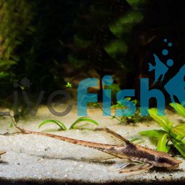 Royal Whiptail Catfish - Wild Caught 10cm "Delivered to your door in ...