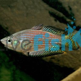 Rubrostriata Rainbow 5cm "Delivered to your door in Australia''