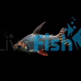 Flagtail Prochilodus Silver - Wild Caught 4cm "Delivered to your door ...