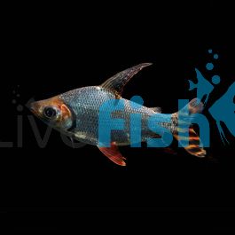 Flagtail Prochilodus Silver - Wild Caught 5cm "Delivered to your door ...