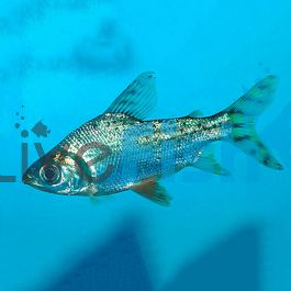 Flagtail Prochilodus Red Finned - Wild Caught 4cm "Delivered to your ...