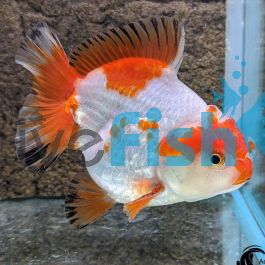 Short Tail Oranda 12cm "Delivered to your door in Australia''
