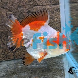 Short Tail Oranda 9cm "Delivered to your door in Australia''