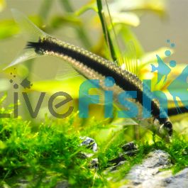 Siamese Flying Fox - Algae Eater 9cm "Delivered to your door in Australia''