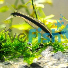 Siamese Flying Fox - Algae Eater 3.5cm "Delivered to your door in ...