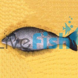 Silver Perch delivered to your door in australia