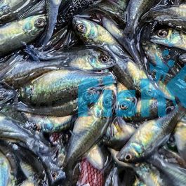 30x Silver Perch 2.5-3cm "Delivered to your door in Australia''