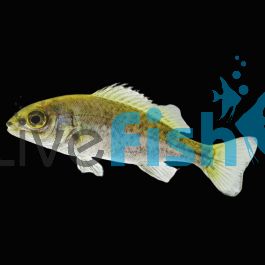 Silver Perch 7cm "Delivered to your door in Australia''