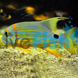 Snapper Hifin - Medium "Delivered to your door in Australia''