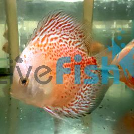 Snow Leopard Discus 5cm "Delivered to your door in Australia''