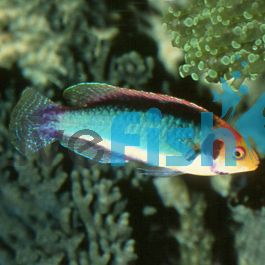 Solar Fairy Wrasse - Medium "Delivered to your door in Australia''