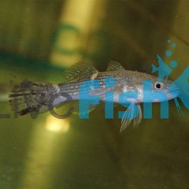 Spangled Gudgeon 15cm "Delivered to your door in Australia''