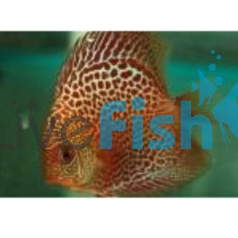 Spotted Leopard Discus 5cm