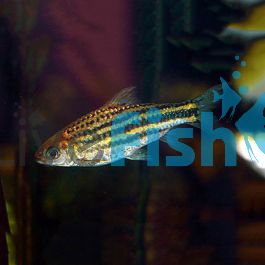 Striped Barb 5cm "Delivered to your door in Australia''