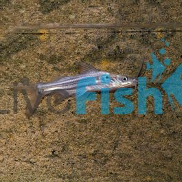 Striped Dwarf Catfish 7cm