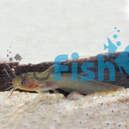 Tandanus Catfish 4cm "Delivered to your door in Australia''
