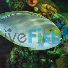 Tang Epaulette Surgeon LGE "Delivered to your door in Australia''