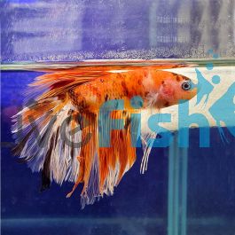 Male Betta Delta Koi Candy/Nemo 5cm "Delivered to your door in Australia''