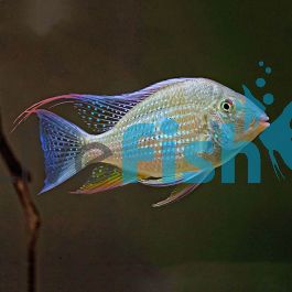 Threadfin Acara Cichlid Acarichthys heckelii Delivered to your door in ...