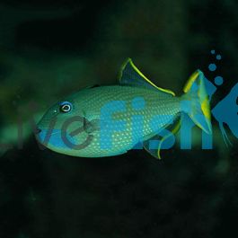 Male Triggerfish Blue Jaw MED "Delivered to your door in Australia''