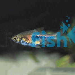 Dwarf Harlequin Copper Rasbora 2cm "Delivered to your door in Australia''