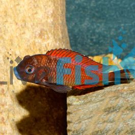 Tropheus Moliro Red 4cm "Delivered to your door in Australia''