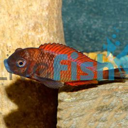 Tropheus Moliro Red 5cm "Delivered to your door in Australia''