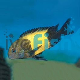 Tropheus Kaiser Ikola 9cm "Delivered to your door in Australia''