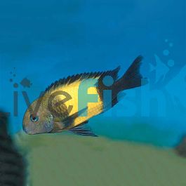 Tropheus Kaiser ikola 3.5cm "Delivered to your door in Australia''