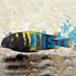 Tropheus Black Kiriza Yellow 4cm 'Delivered to your door in Australia'