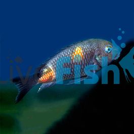 Tropheus Cherry Spot 7cm "Delivered to your door in Australia''